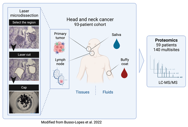 Estudo inédito conecta proteínas de diversos microambientes para ...