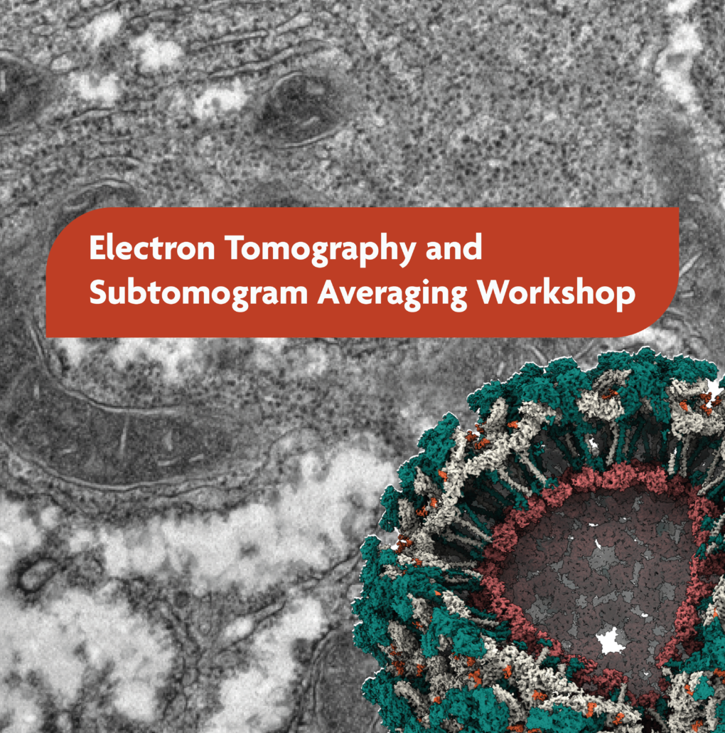 Electron Tomography and Subtomogram Averaging Workshop - CNPEM